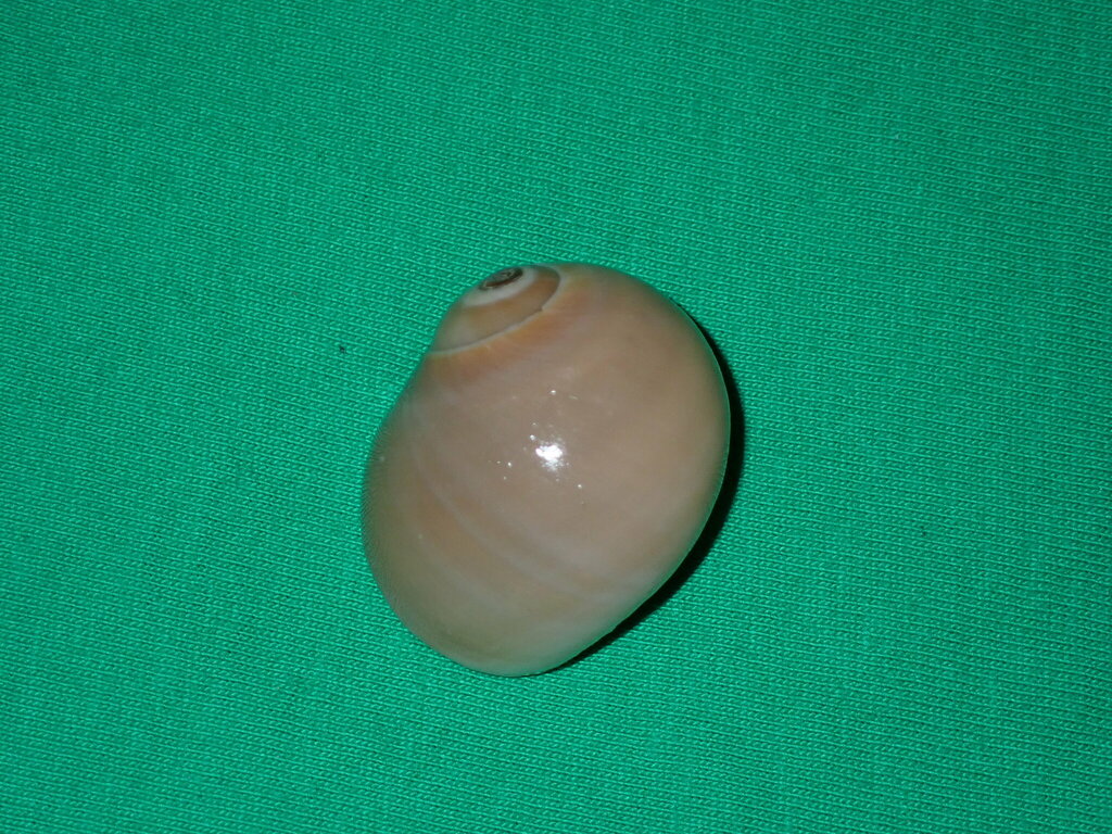 Bladder Moon Snail from Woolgoolga NSW 2456, Australia on June 23, 2024 ...