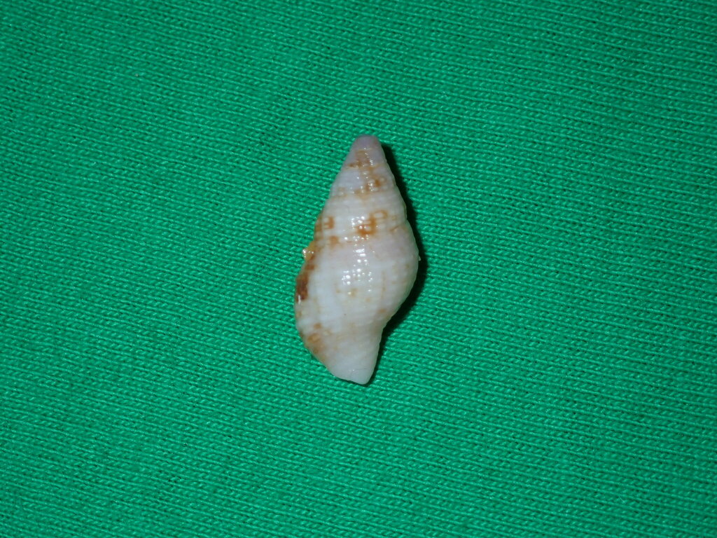 Prodotia iostoma from Woolgoolga NSW 2456, Australia on June 23, 2024 ...