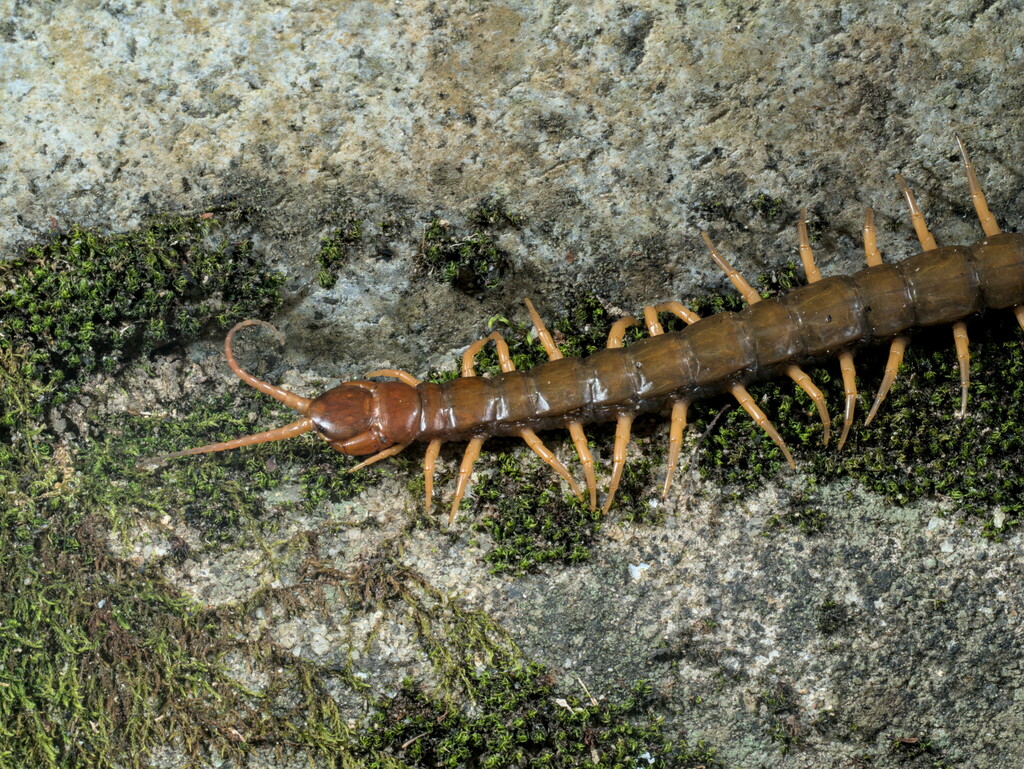 Scolopendra multidens from 中国广东省广州市南沙区 on June 22, 2024 at 10:43 PM by ...