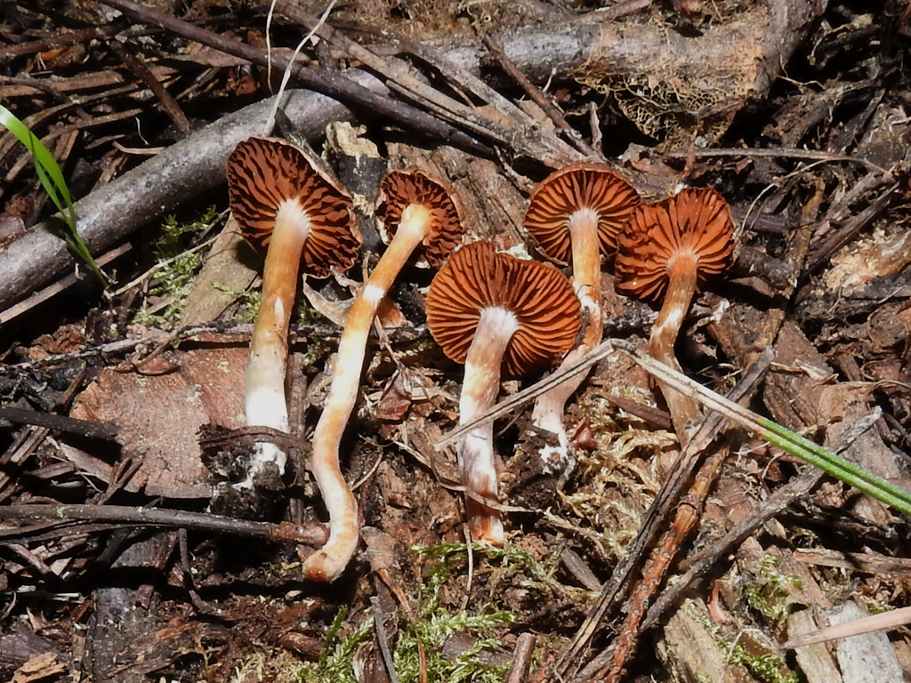 Moss Bells from Adams County, US-ID, US on June 22, 2024 by Maddox ...