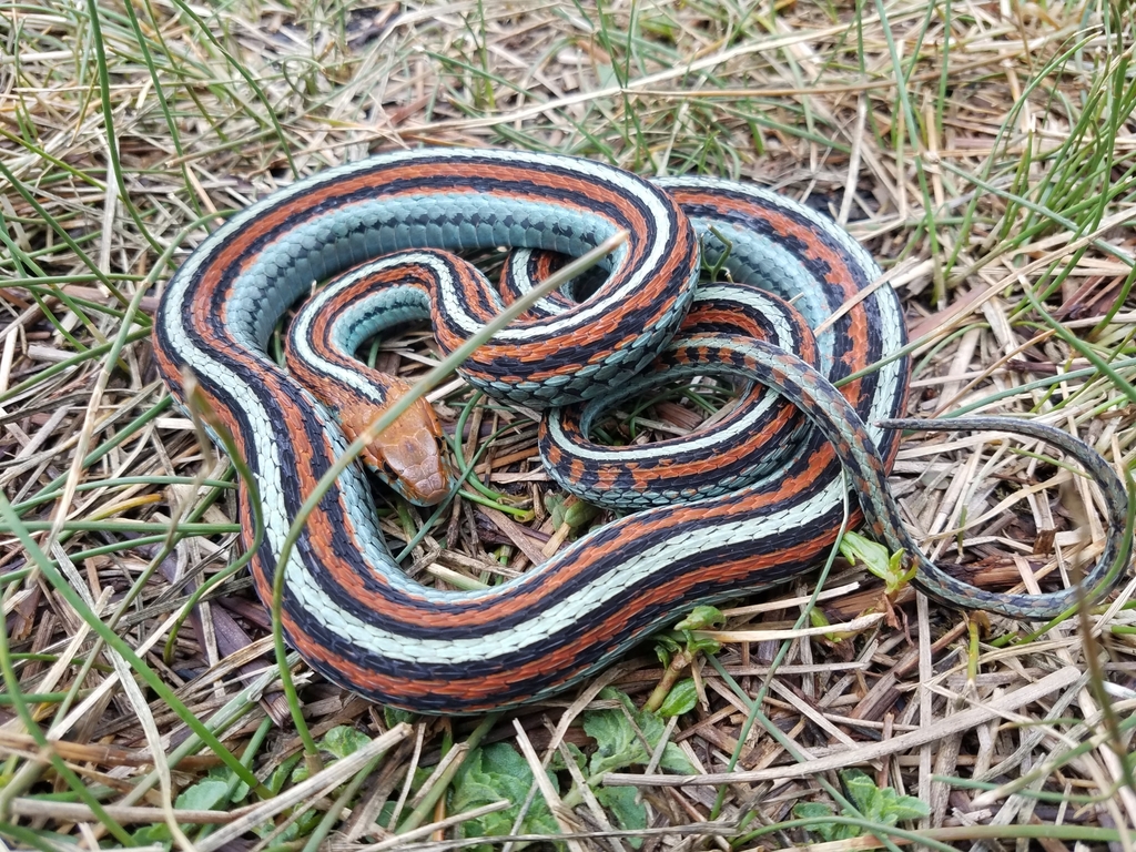 San Francisco Garter Snake in May 2019 by Sean Patrick Parnell ...