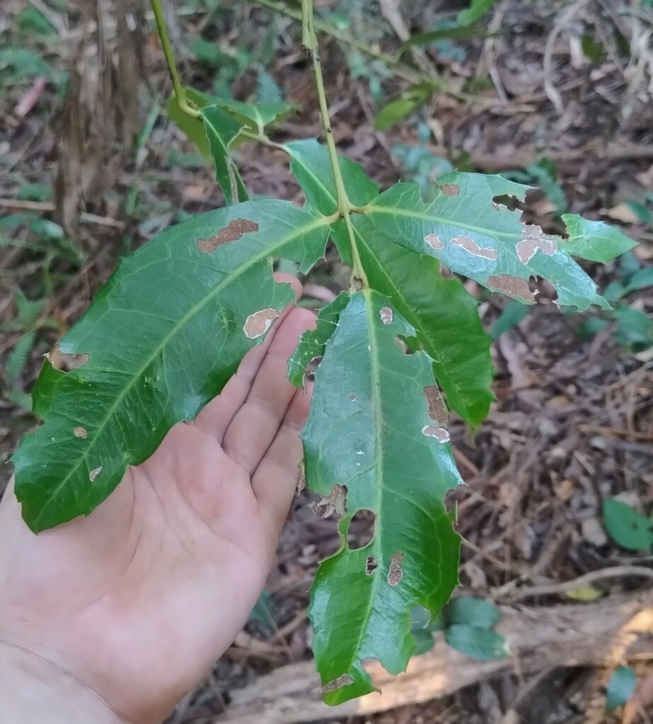 Large-leaved Wilkiea in June 2024 by R.M. Straggling shrub. Thick sharp ...