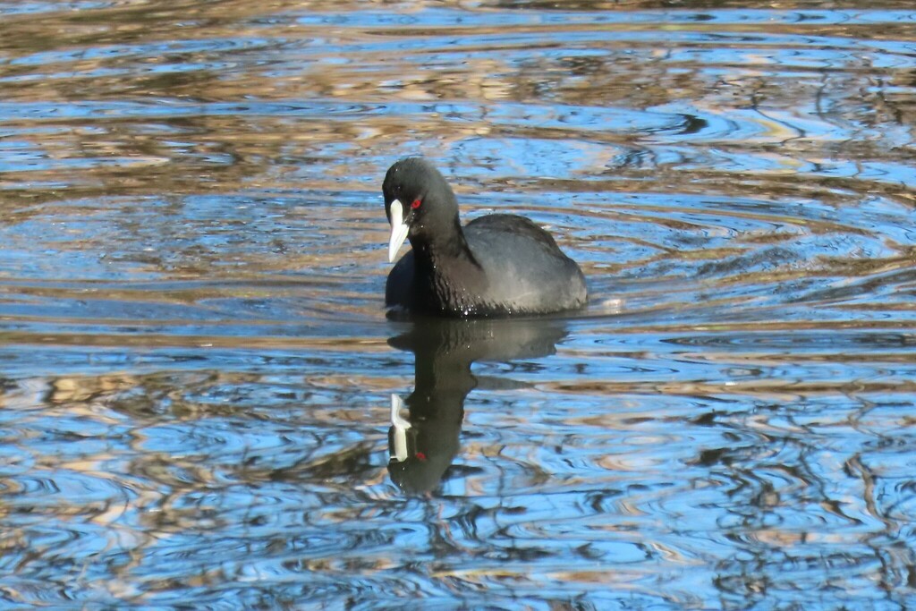 Australasian Coot from Jerrabomberra Wetlands, ACT, Australia on June ...