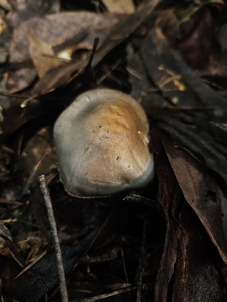 elegant blue webcap from Berkeley Vale Reserve, Tumbi Creek Rd ...