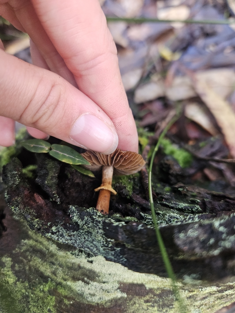 Descolea recedens from Berkeley Vale Reserve, Tumbi Creek Rd, Berkeley ...