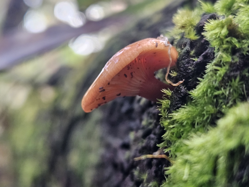 Lactarius eucalypti from Berkeley Vale Reserve, Tumbi Creek Rd ...