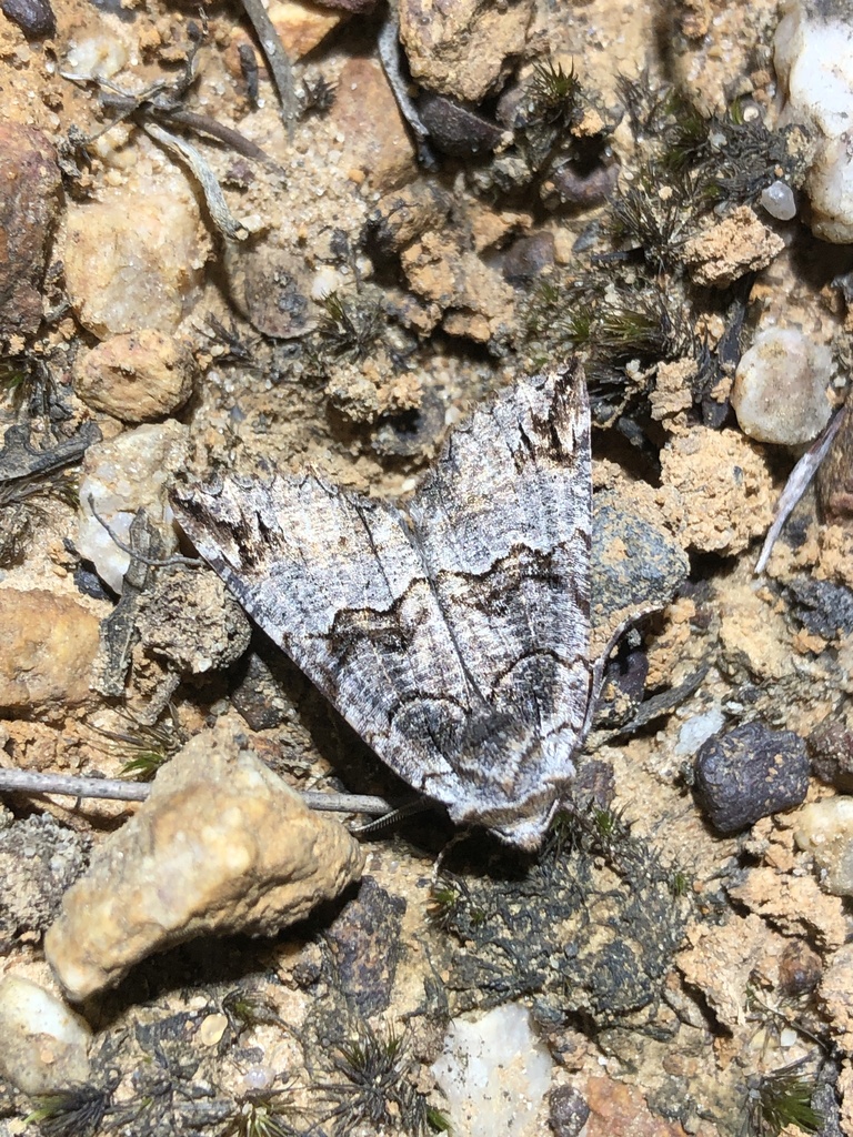 Nisista notodontaria from Nangkita Kuitpo Ward, Mount Magnificent, SA ...