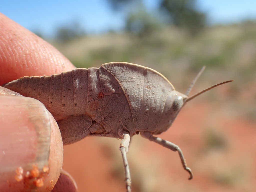 slender gumleaf grasshopper from Chilla Well NT 0872, Australia on June ...