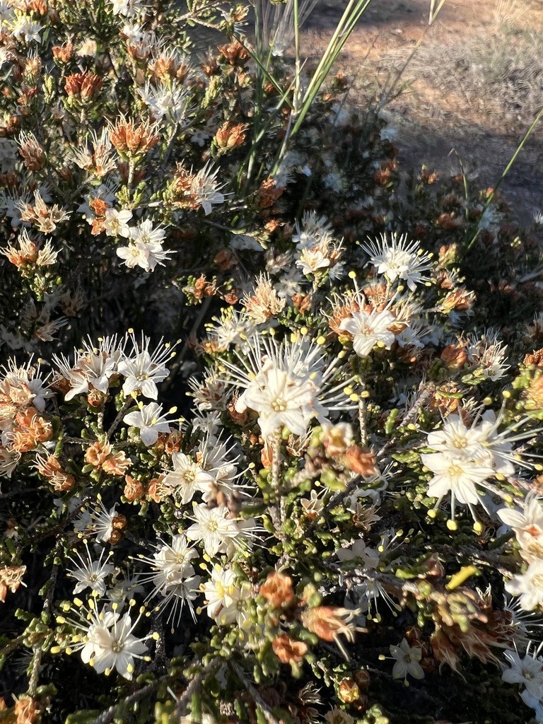 Phebalium tuberculosum from Lake Grace, WA, AU on July 28, 2022 at 04: ...