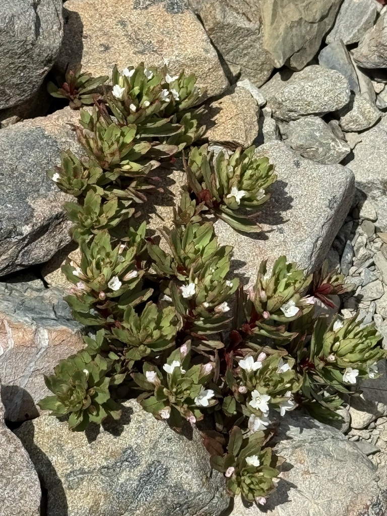 scree epilobium from Ohau Snow Fields, Omarama, Canterbury, NZ on ...