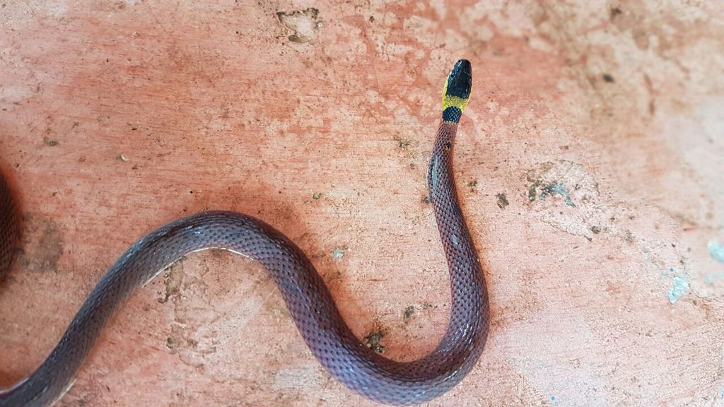 Red Coffee Snake from Escárcega, Camp., México on April 04, 2018 at 01: ...