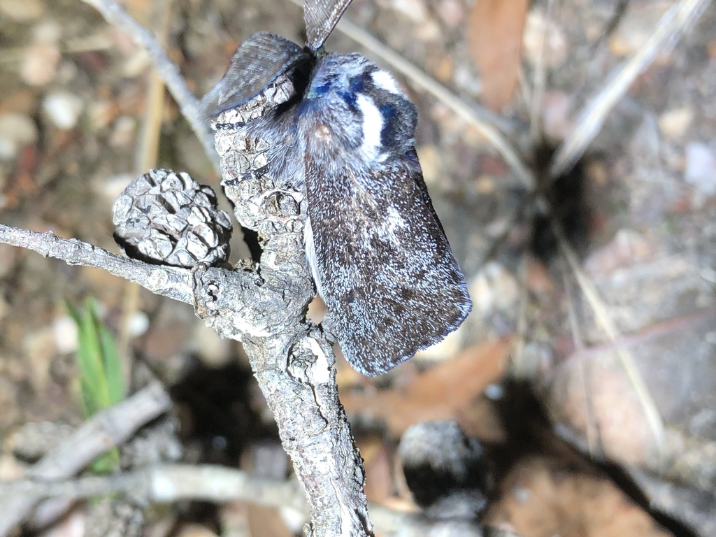 Ptilomacra senex from Nangkita Kuitpo Ward, Mount Magnificent, SA, AU ...