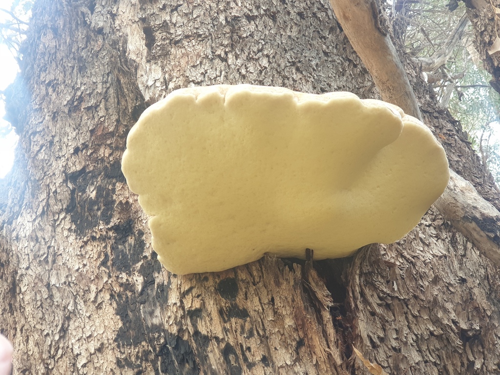 white punk from Karnup WA 6176, Australia on June 23, 2024 at 09:37 AM ...