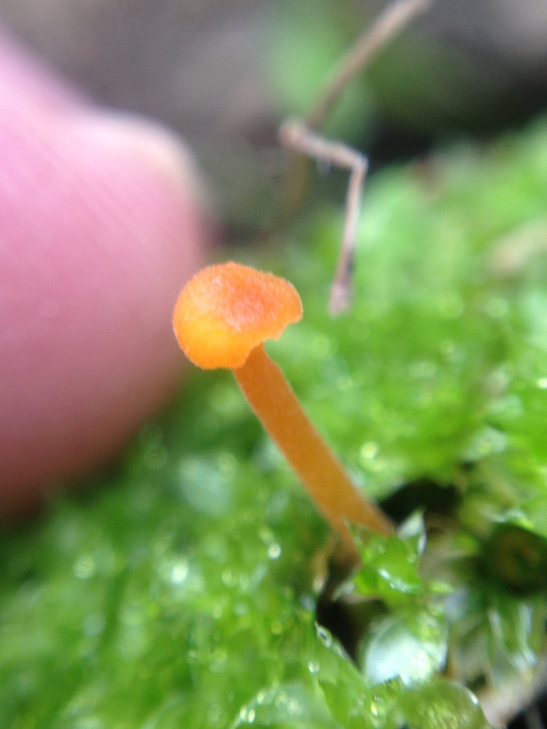 Orange Moss Navel from Karnup WA 6176, Australia on June 23, 2024 at 09 ...