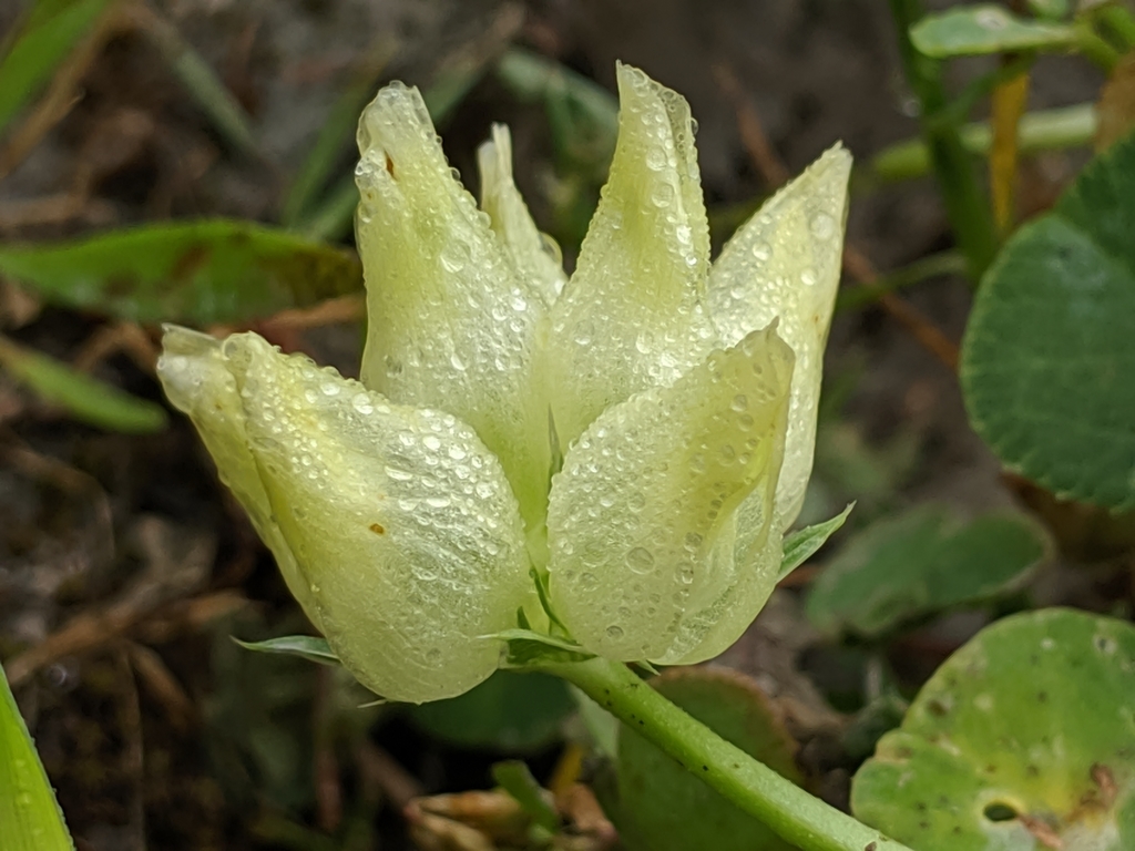 bull clover from Contra Costa County, US-CA, US on May 24, 2019 at 08: ...