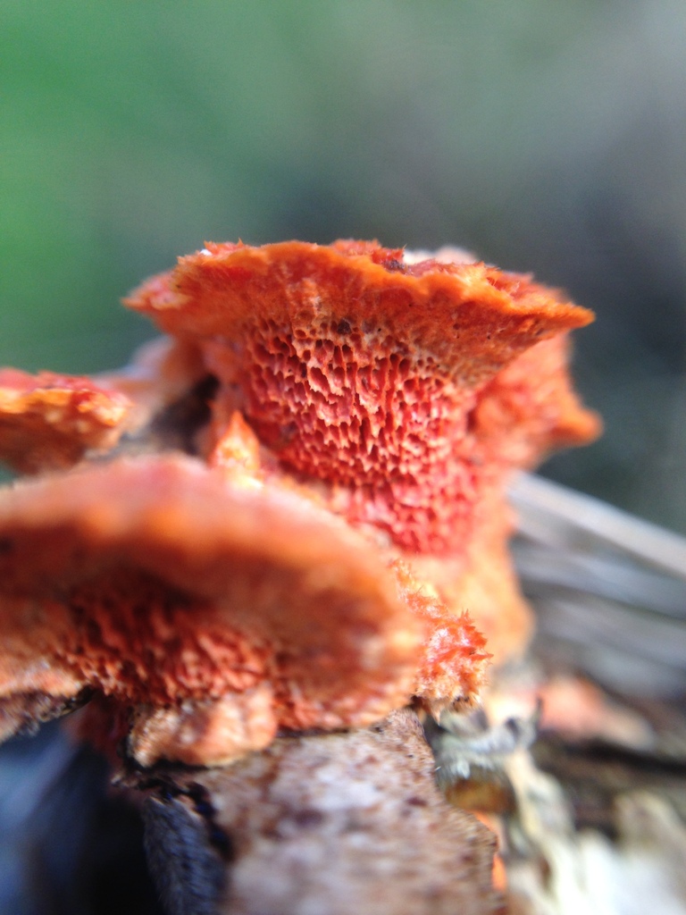 Southern Cinnabar Polypore from Karnup WA 6176, Australia on June 23 ...