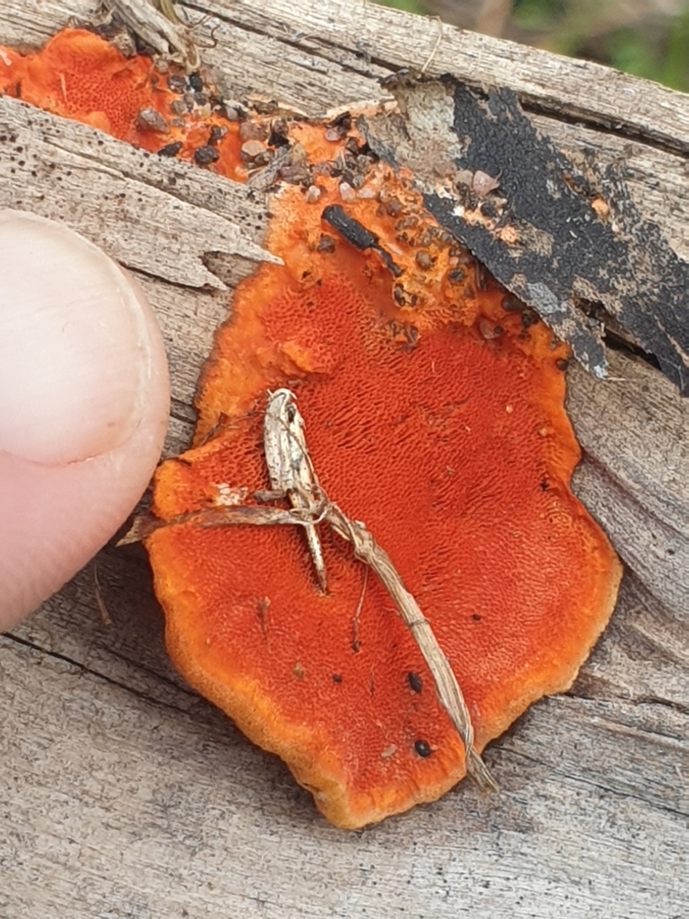 Southern Cinnabar Polypore from Rockingham, AU-WA, AU on June 23, 2024 ...