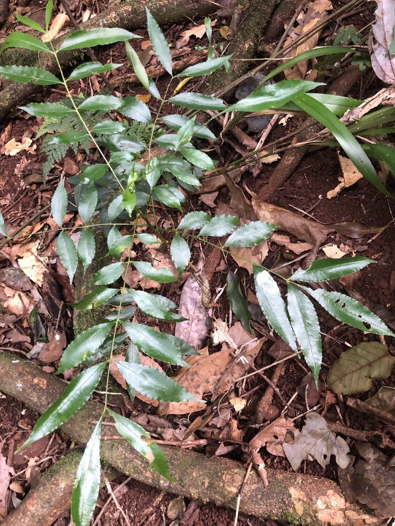 Satin Tree from Richmond Range National Park, Cambridge Plateau, NSW ...
