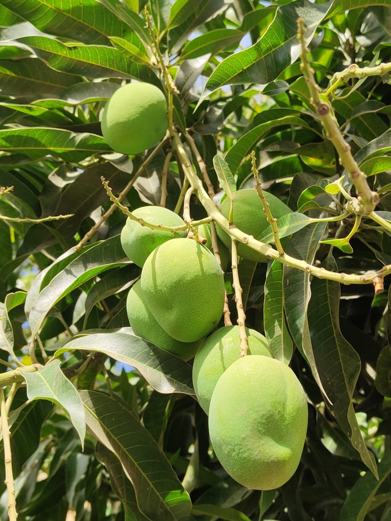 Indian mango from Roatán, HN-IB, HN on June 21, 2024 at 02:32 PM by ...
