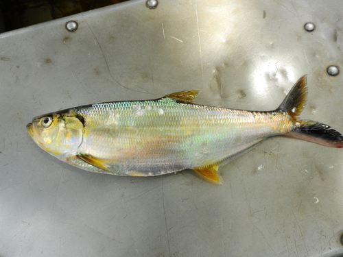 Longfin Herrings (Family Pristigasteridae) · iNaturalist