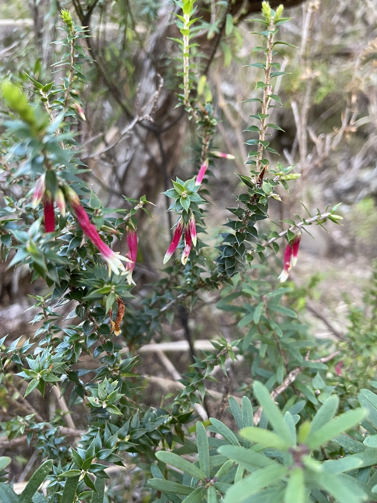 Fuchsia Heath from New England National Park, Brinerville, NSW, AU on ...