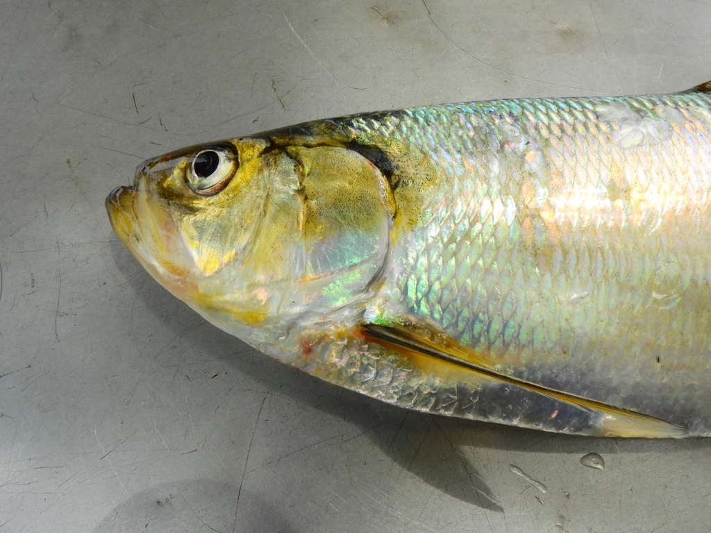 Amazon Pellona (Pellona castelnaeana) - Marine Life Identification