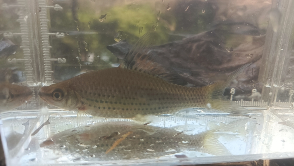 (Osteochilus bleekeri) - Marine Life Identification