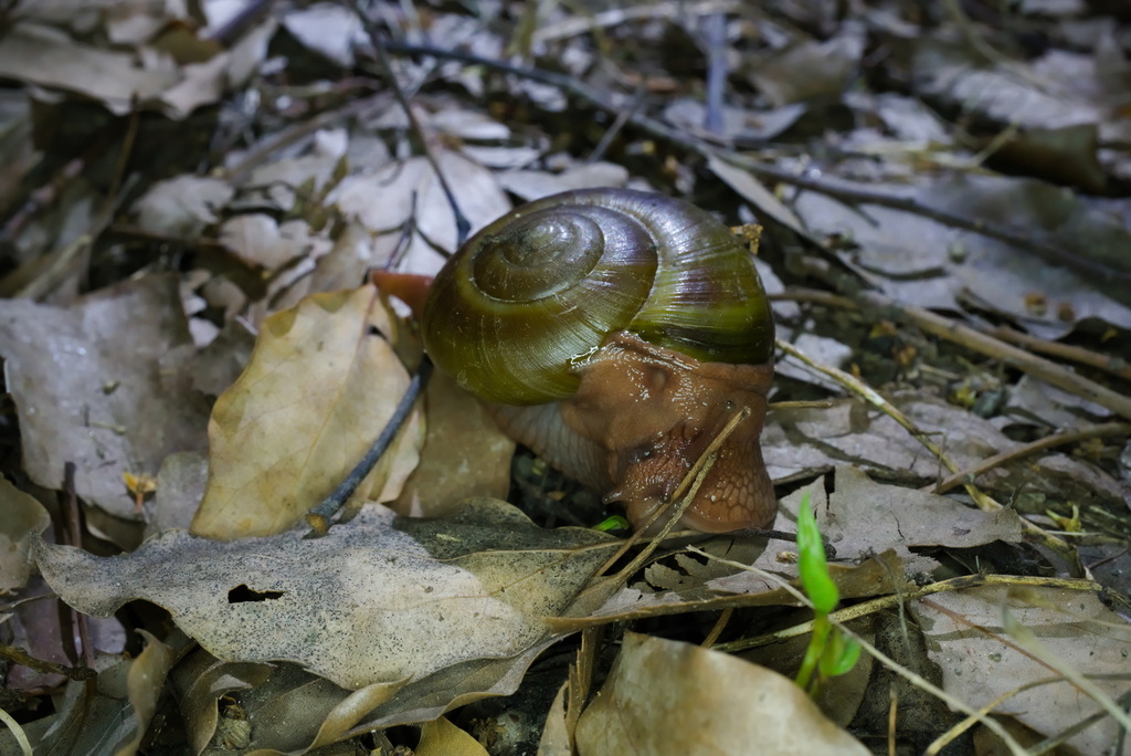 Cryptozona erratica from 中国湖北省武汉市洪山区 on April 28, 2021 at 09:43 PM by Sun Jiao · iNaturalist
