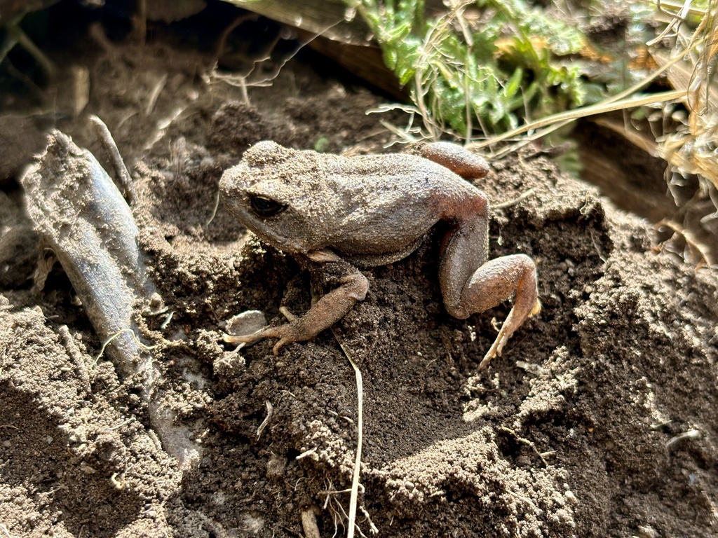 Common Squeaker from Njombe Urban, TZ on June 22, 2024 at 02:52 PM by ...