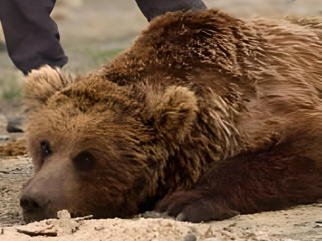 Gobi Brown Bear (Ursus arctos gobiensis) - Know Your Mammals
