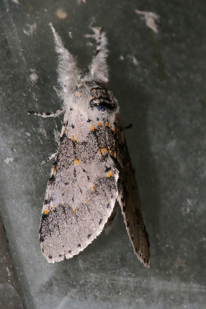 Gray Furcula Moth (Butterflies / Moths of Highline Lake State Park ...