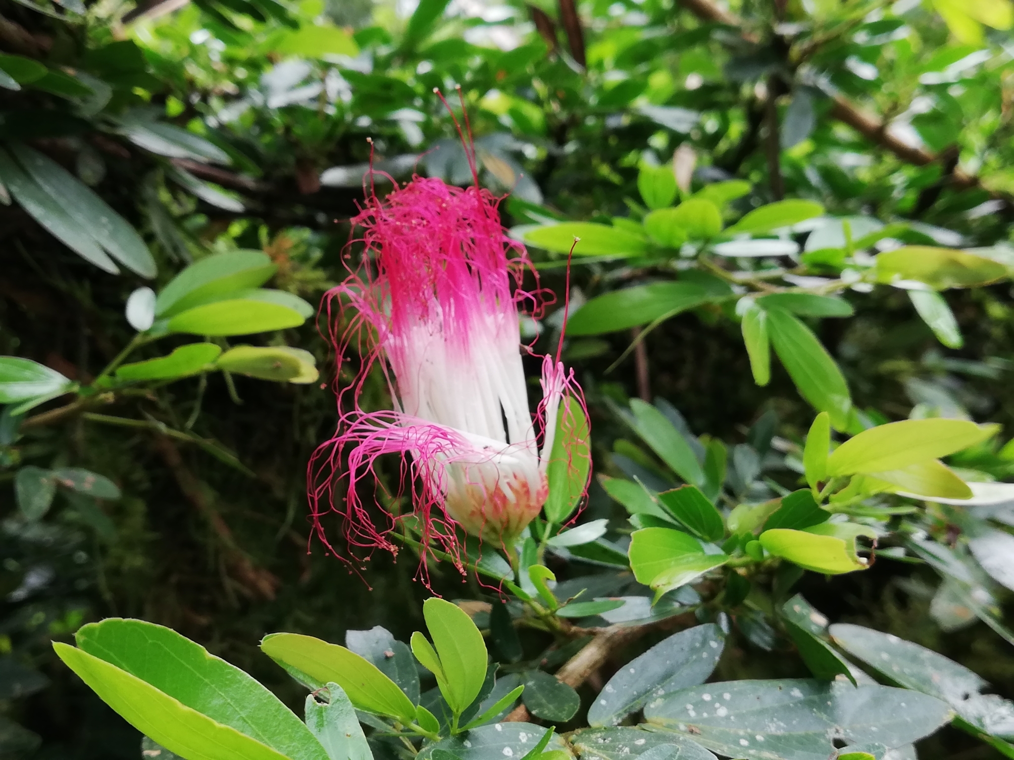 Calliandra angustifolia Spruce ex Benth.