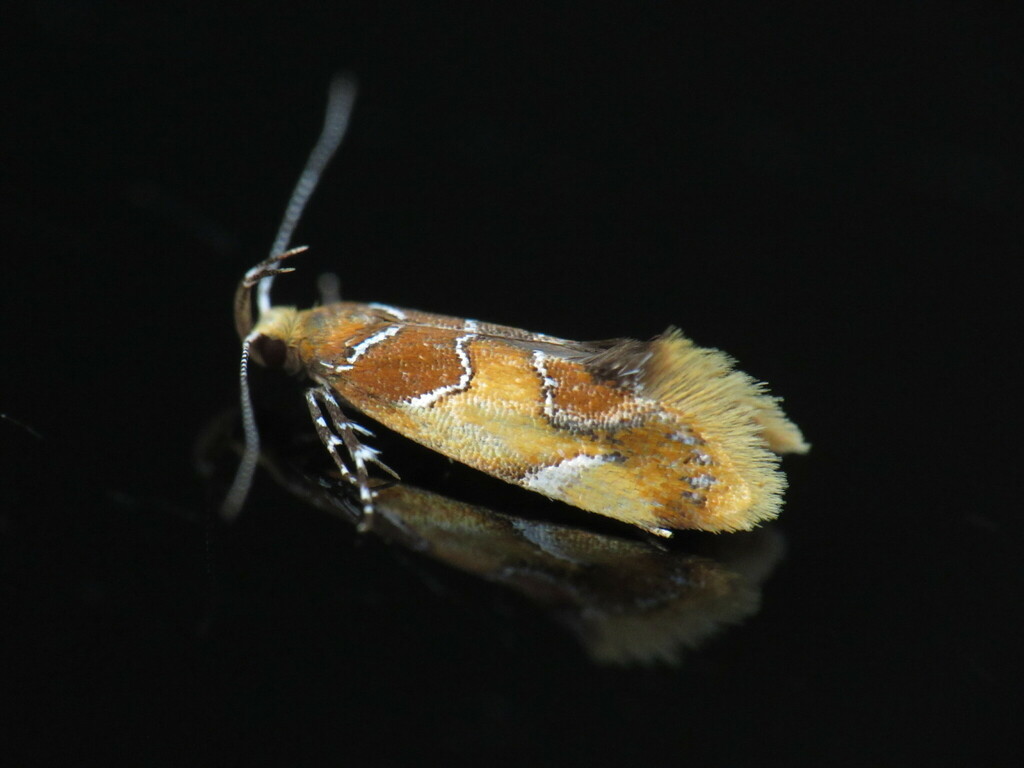 Orange-headed Callima Moth from Bellbrook, Greene County, OH, USA on ...