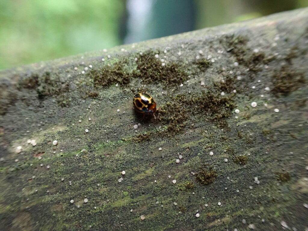 Derispia from Shimokitagawa, Niyodogawa, Agawa District, Kochi 781-1745 ...