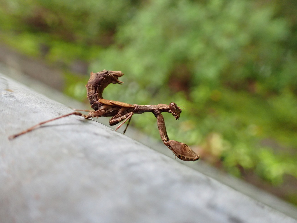 Acromantis from Shimokitagawa, Niyodogawa, Agawa District, Kochi 781 ...
