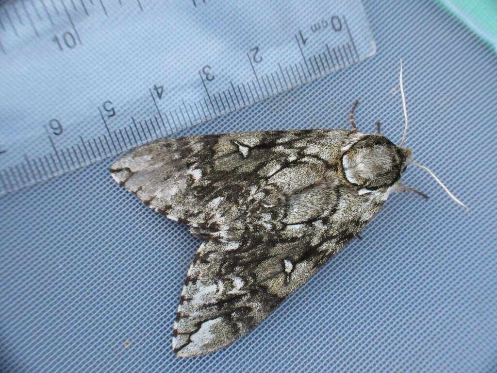 Waved Sphinx from Bellbrook, Greene County, OH, USA on June 23, 2024 at ...