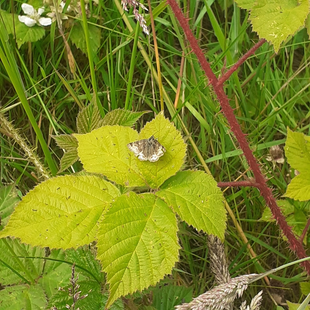 Burnet Companion from Rowley Regis, UK on 23 June, 2024 at 12:56 PM by ...