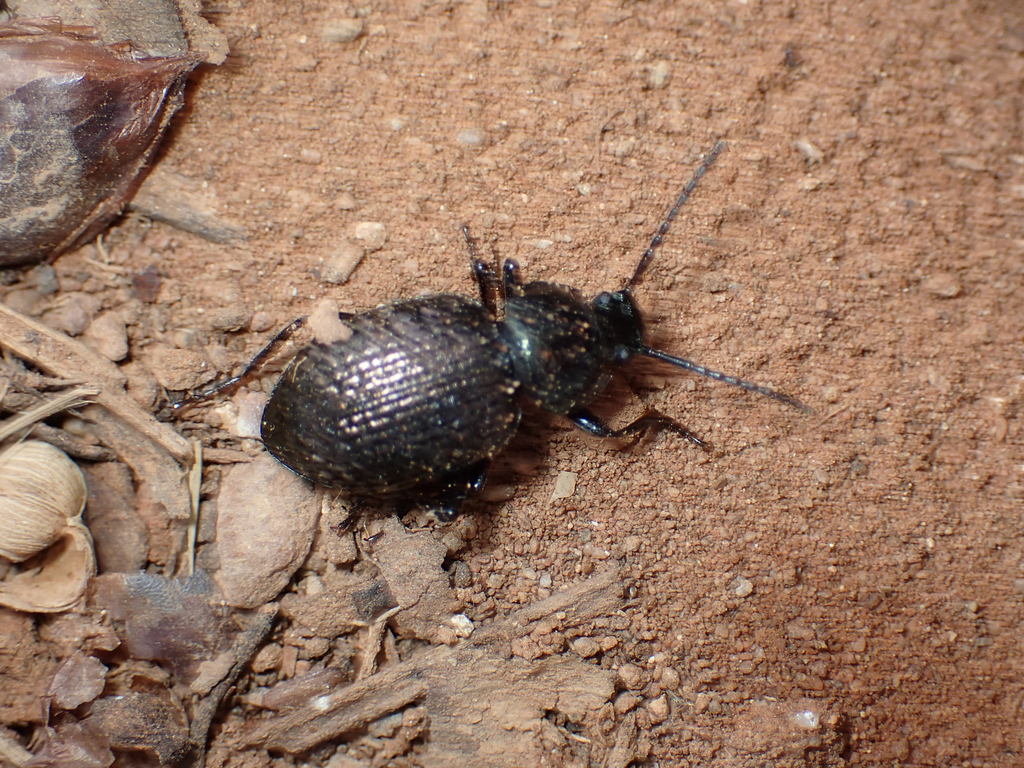 Adelium from Eudunda SA 5374, Australia on June 23, 2024 at 10:38 AM by ...