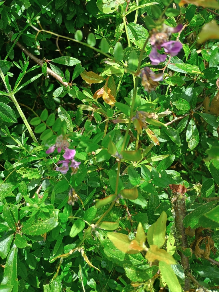 Bush Vetch from Clayton-le-Woods, UK on June 23, 2024 at 12:31 PM by ...
