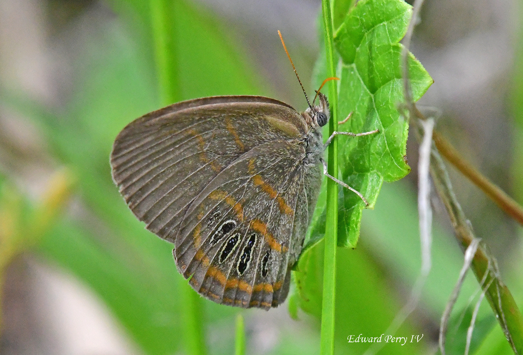 Georgia Satyr from 3365 Taylor Creek Rd, Christmas, FL 32709, USA on ...