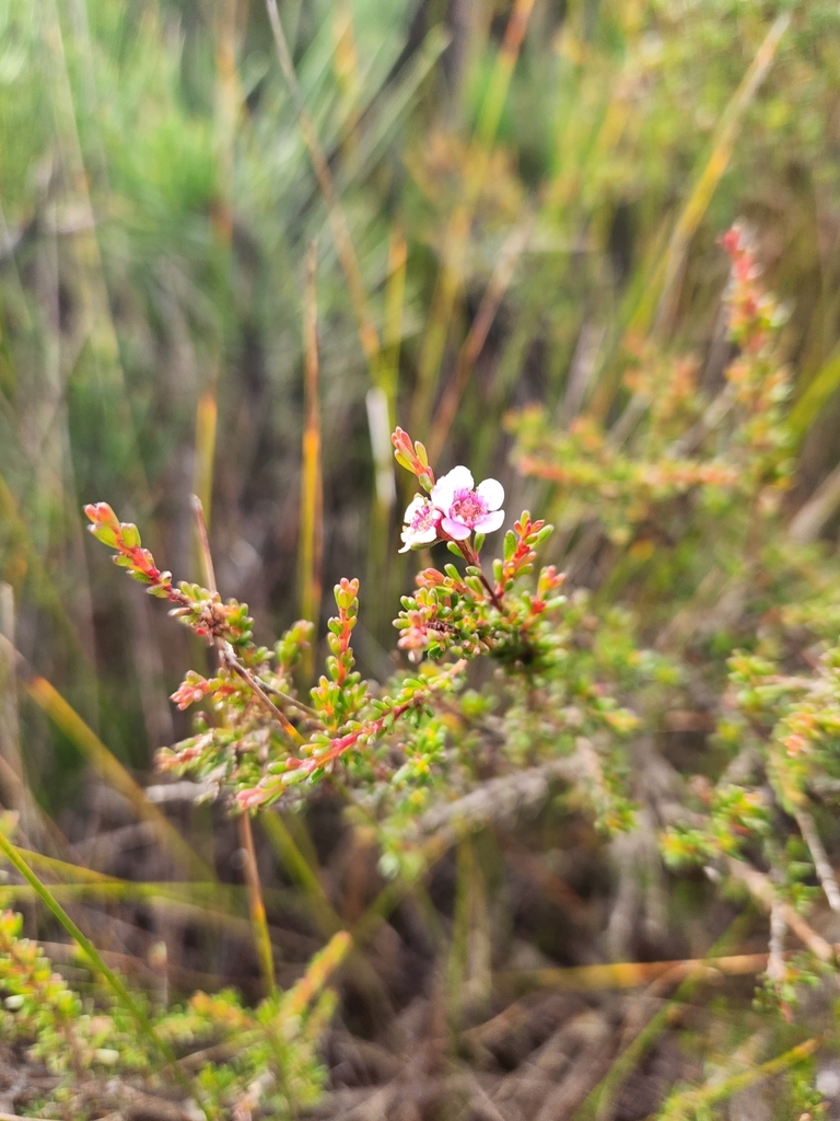 Astartea from Stirling Range National Park WA 6338, Australia on June ...