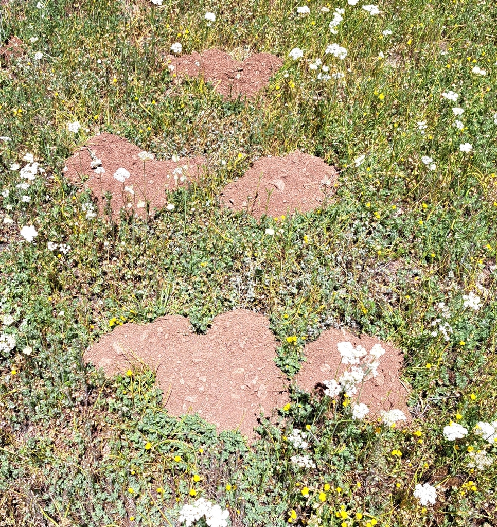 Western Pocket Gophers from Ashland, OR 97520, USA on June 20, 2024 at ...