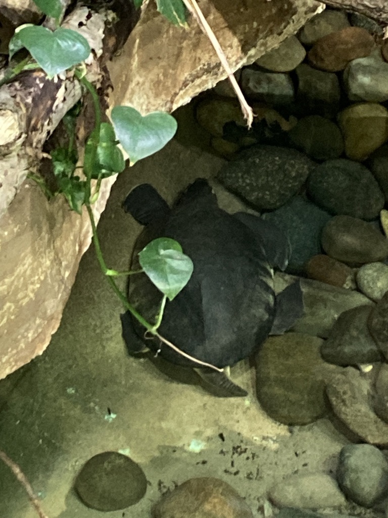Pig-nosed Turtle in June 2024 by Matthew Inabinett. Detroit Zoo ...