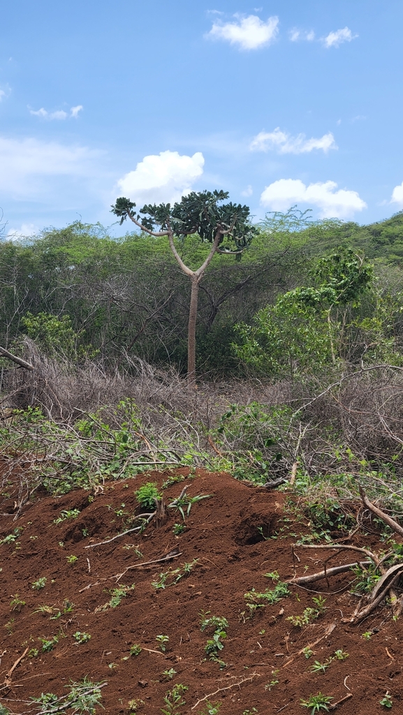 Consolea picardae from Pedernales, DO-PN-PE, DO on June 19, 2024 at 01: ...