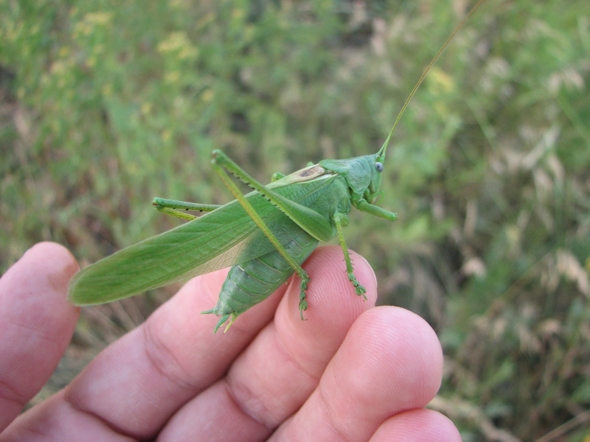 Tettigonia caudata caudata