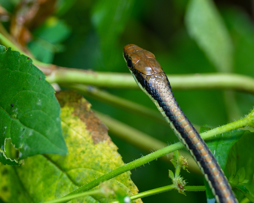 Painted Bronzeback (Dendrelaphis pictus) - Snakes and Lizards