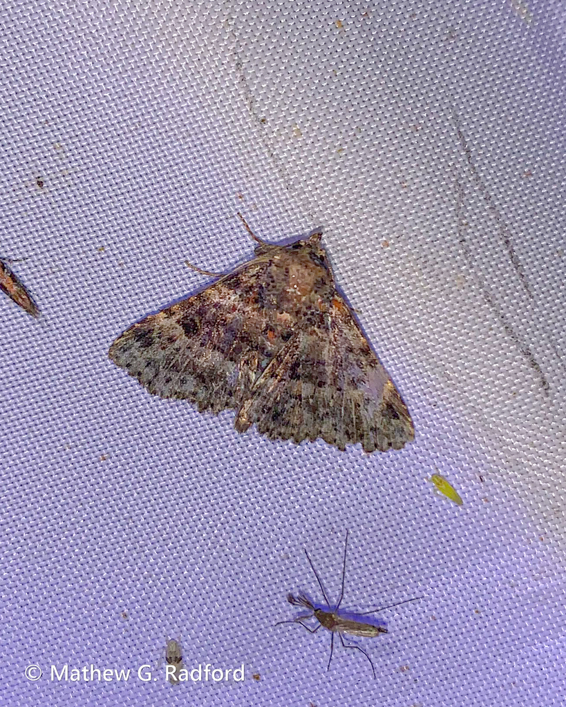Common Fungus Moth from Tulsa, OK, USA on June 22, 2024 by ...