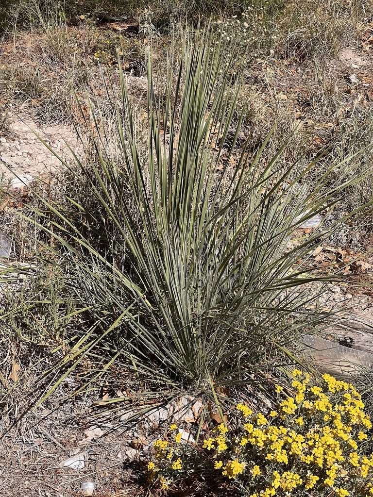 Plains Yucca from W Caprock St, Hobbs, NM, US on June 23, 2024 at 09:05 ...