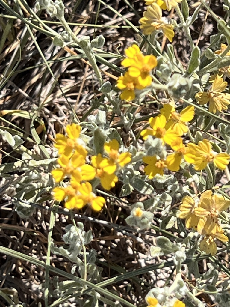 woolly paperflower from W Caprock St, Hobbs, NM, US on June 23, 2024 at ...