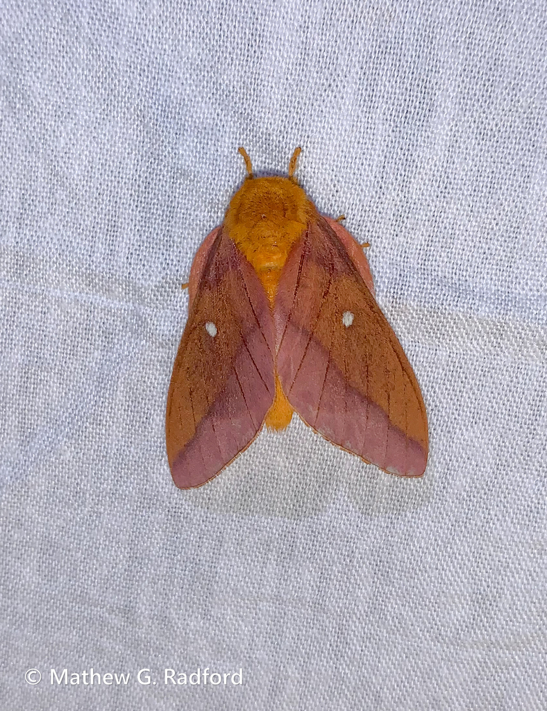 Pink-striped Oakworm Moth from Tulsa, OK, USA on June 22, 2024 by ...